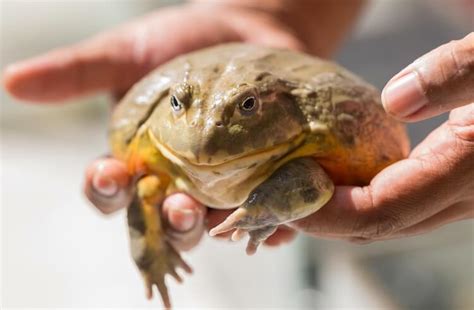 handling a pixie frog everything reptiles
