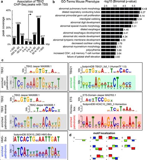 Chip Seq Analysis Identifies Genomic Binding Sites Of Tbx2 In E14 5
