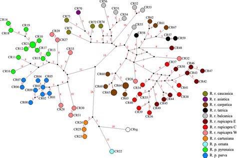 Median Joining Network Showing The Relationship Between All The Mtdna