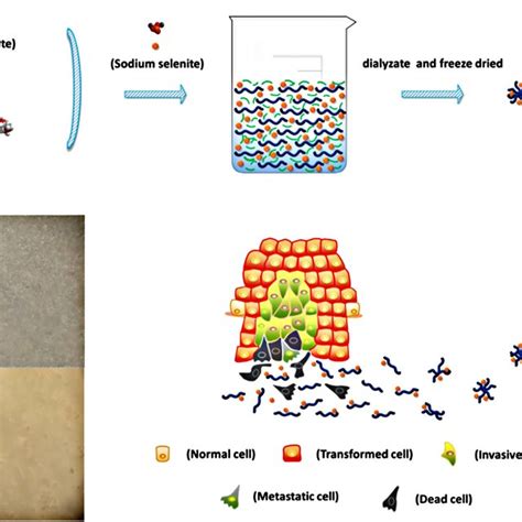 The Process Of Se Nps Formation In The Presence Of A Capping Agent