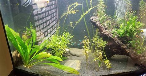 i ve tried everything but these plants keep dying from the bottom help
