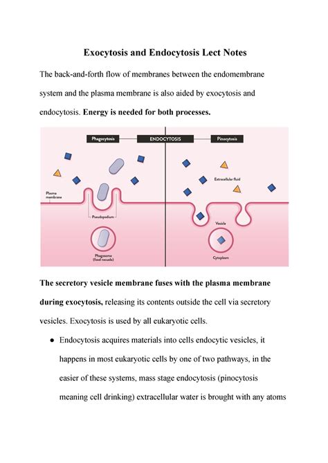 Exocytosis And Endocytosis Lect Notes Energy Is Needed For Both