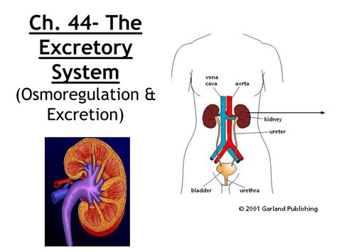 Ppt Ch 44 The Excretory System Osmoregulation And Excretion