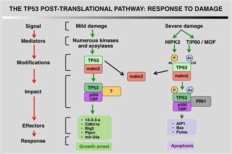 The Tp53 Website Tp53 Pathways