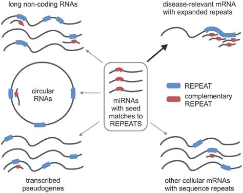 The Concept Of Mirna Mediated Crosstalk Between Coding And Non Coding