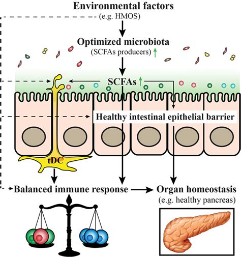 Frontiers Early Life Nutritional Factors And Mucosal Immunity In The
