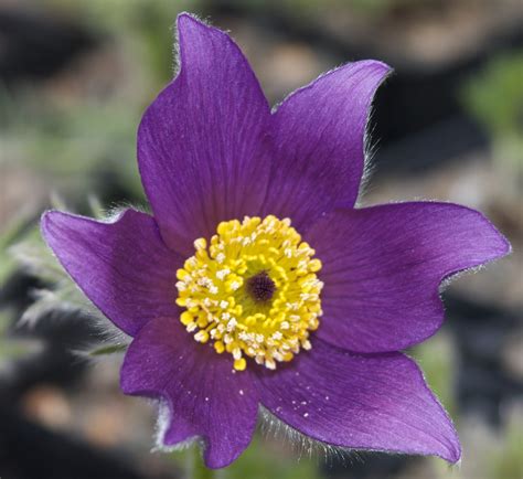 Wild Ginger Farm News Blog The Pasque Flower Pulsatilla Vulgaris