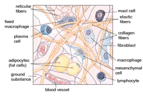 Histology Connective Tissue Flashcards