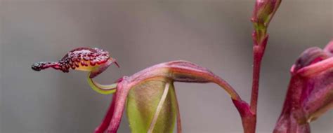 All You Ever Wanted To Know About Sex In Plants 2 Of 3 Abc Of Agri