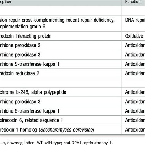 Summary Of Transcriptional Regulation Of Oxidative Stress Related Genes