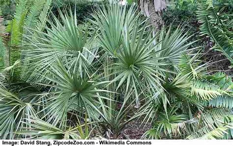 39 Types Of Palm Trees In Florida With Pictures Identification Guide