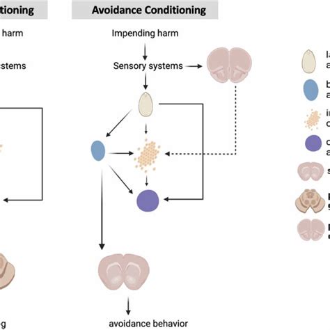 Simplified Schematics Of The Neural Circuitry Underlying Fear