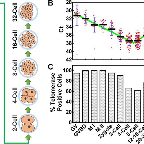 Analysis Of Telomerase Activity Of Single Cells During The Early