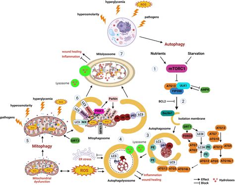 Frontiers The Roles Of Autophagy And Mitophagy In Corneal Pathology