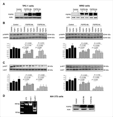 Forced Expression Of Fgfr2 Isoforms In Thyroid Epithelial Cancer Cells