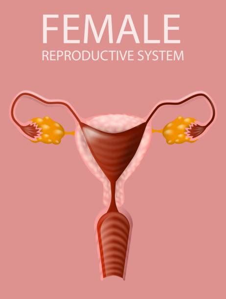 Female Reproductive System Chart Background Illustrations Royalty Free