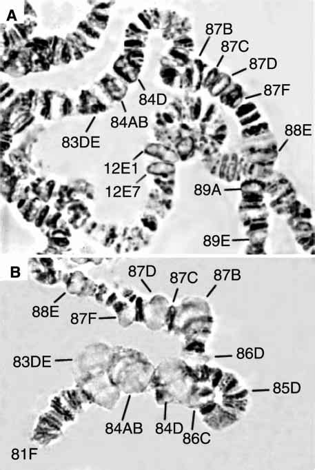 Proximal Part Of The Polytene 3r Chromosome Of Suur Suur Sgs3 Gal4