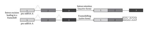 The Types Of Noncanonical Pre Mrna Splicing And Splicing Like Events In