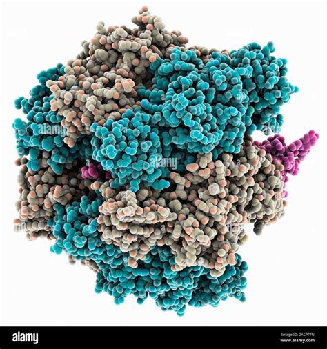 Atpase Molecule Computer Model Showing The Structure Of The Catalytic
