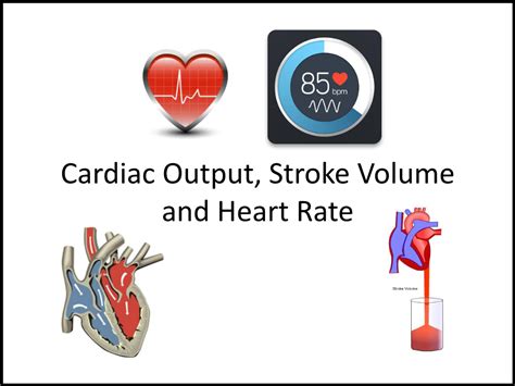 Cardiac Output Stroke Volume And Heart Rate • Describe The Terms