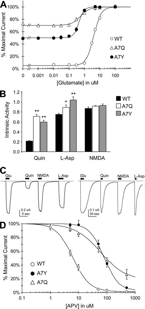 A7q And A7y Affect The Nr2 Ligand Binding Domain A Glutamate