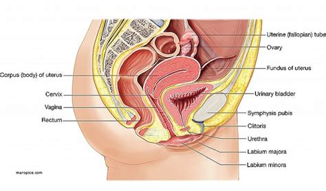 Pin By Jessica On Anatomy And Physiology Human Anatomy Female Human