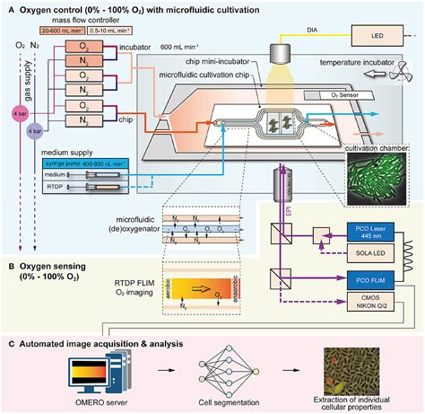 Frontiers Enabling Oxygen Controlled Microfluidic Cultures For
