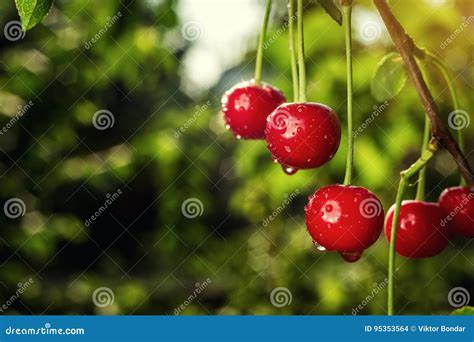Cherry Orchard Cherry Tree Ripe Sour Cherries Growing On Cherry Stock