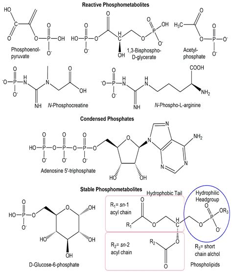 Advances In The Synthesis And Analysis Of Biologically Active