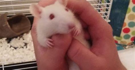 pinky the rat album on imgur