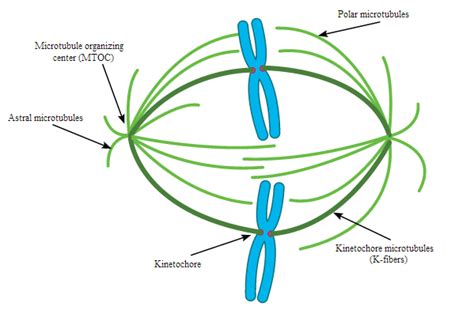 Microtubules Definition Functions And Structure Video And Lesson