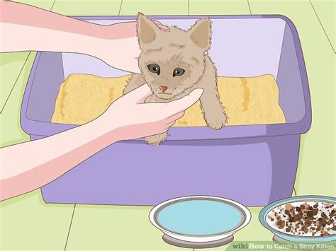 3 Ways To Catch A Stray Kitten Wikihow