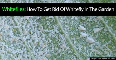 Whiteflies How To Get Rid Of Whitefly In The Garden