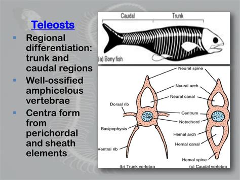 Ppt Skeletal System Vertebral Column Powerpoint Presentation Free