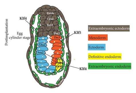 Pluripotency Factor Expression During Early Embryonic Development