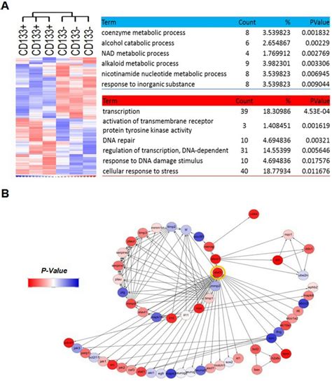 microarray analysis of cd133 cells from atc tissues a hierarchical