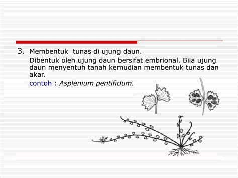 Ppt Pteridophyta Powerpoint Presentation Free Download Id 4561229