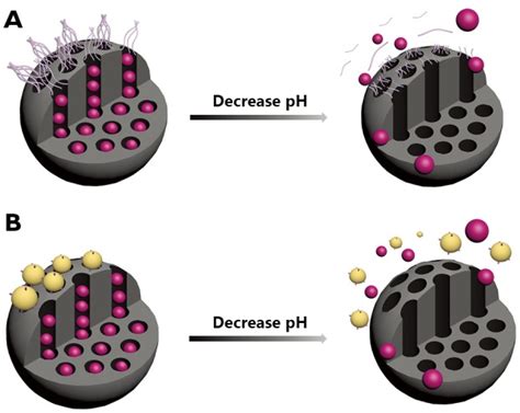 Graphical Representation Of The Ph Responsive Msns Capped With Polymers