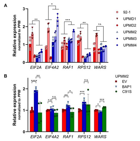 Gene Expression Of Eif2 Pathway Related Genes In Um Cell Lines