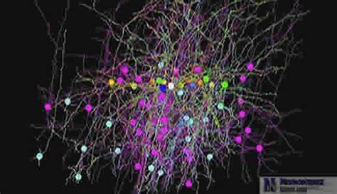 neural network model of 10 neuron visual processing circuit created