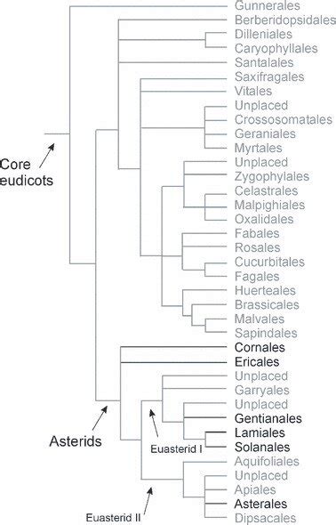 Angiosperm Phylogeny Adapted From Stevens 2001 The Main Groups Of