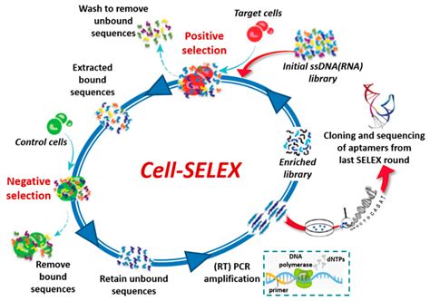 Schematic Representation Of Cell Selex Process Download Scientific