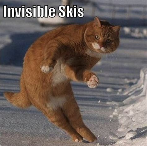 Funny Pictures And Videos If They Made You Laff Post It Here Page