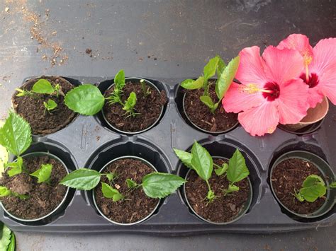 How To Propagate Hibiscus Cuttings
