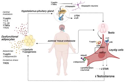 Ijms Free Full Text Adipose Tissue Dysfunction And Obesity Related
