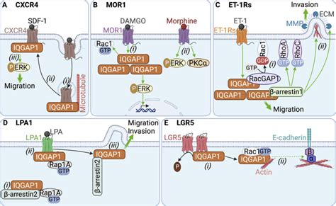 Iqgap1 Integrates Gpcr Signaling A Cxcr4 I Sdf 1 Induces