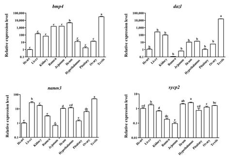 Biology Free Full Text Overexpression Of Bmp4 Dazl Nanos3 And