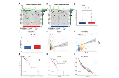Gene Mutation Types And Tumor Mutation Burden In The Different Cohorts