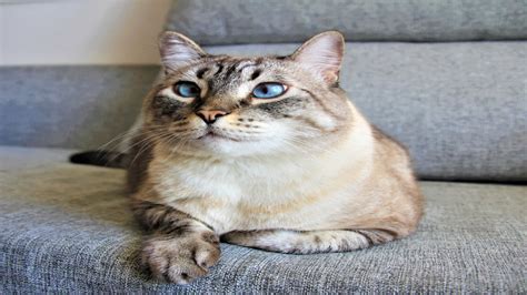 Why Do Cats Like Catnip So Much Healthy Paws Herbal Labs