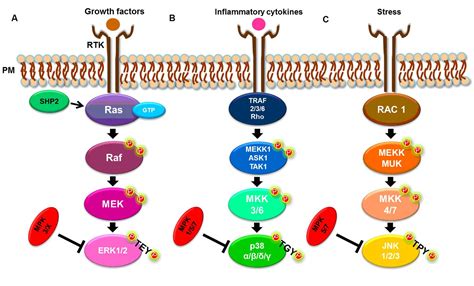 Frontiers The Mitogen Activated Protein Kinase Mapk Pathway Role